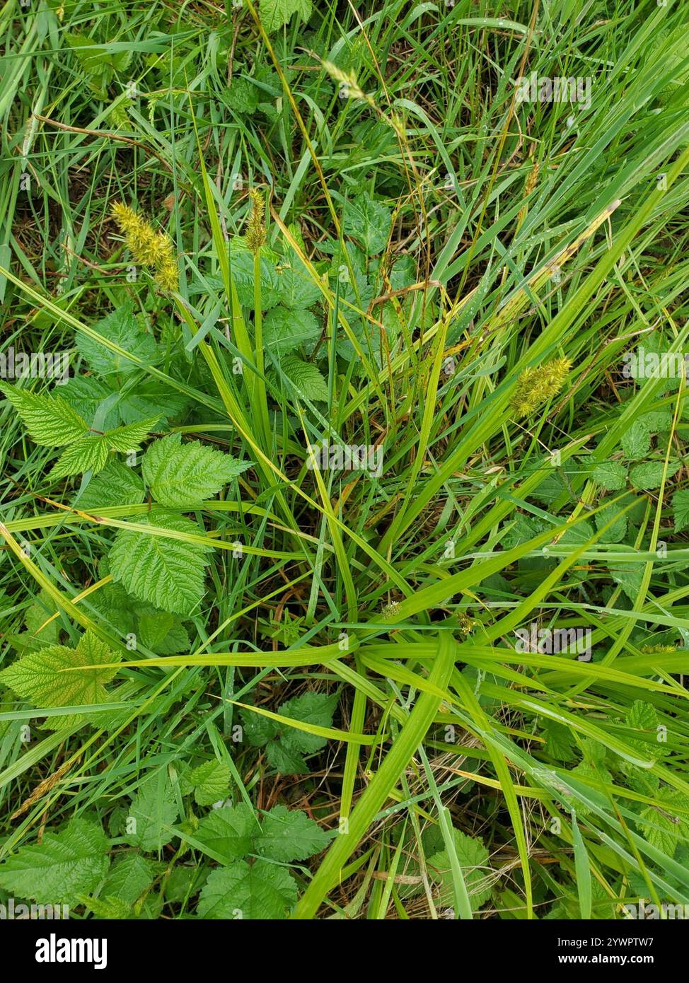 awl-fruited sedge (Carex stipata Stock Photo - Alamy