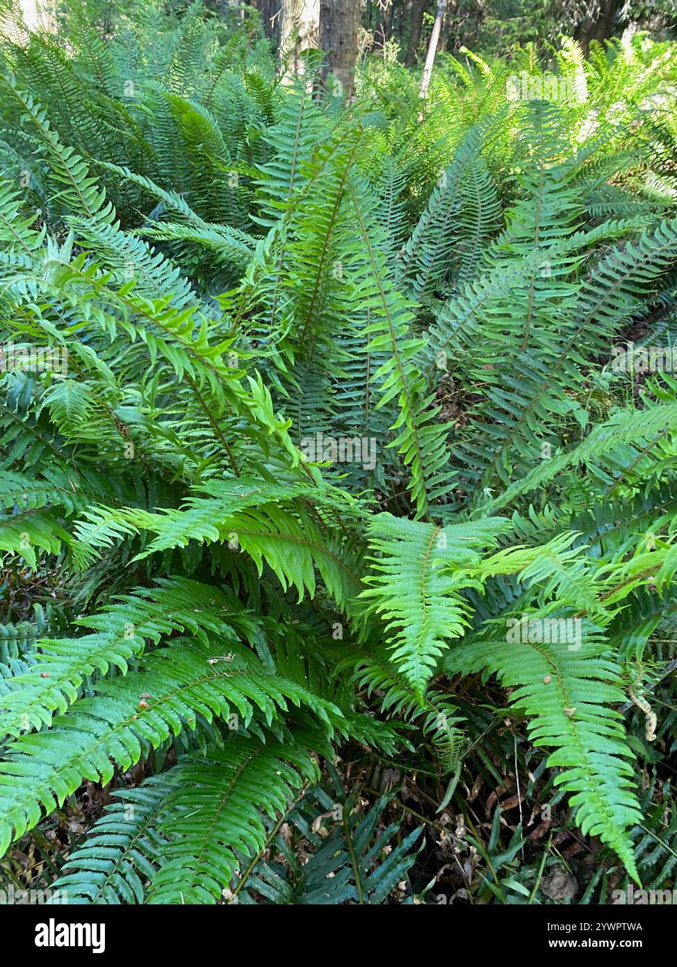 western sword fern (Polystichum munitum Stock Photo - Alamy