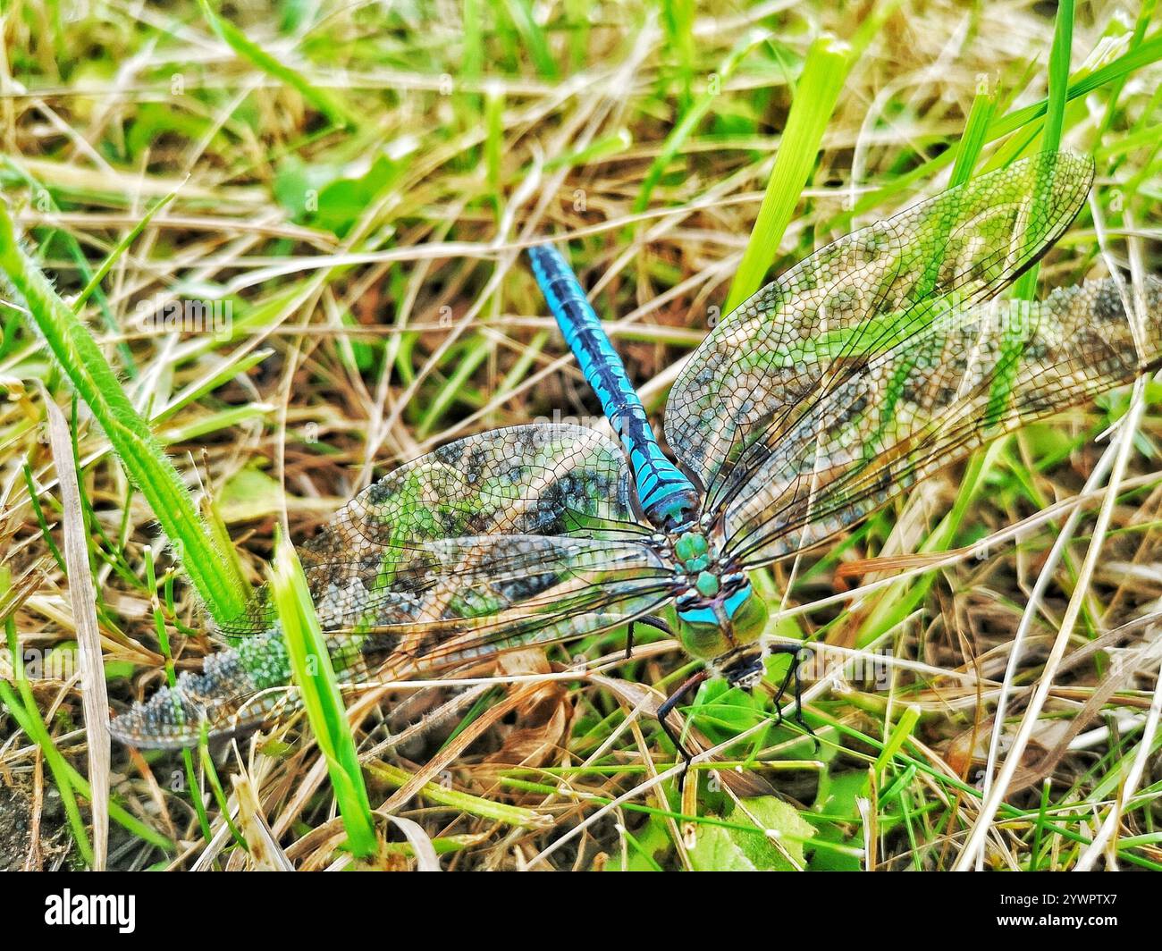 Blue Emperor (Anax imperator Stock Photo - Alamy