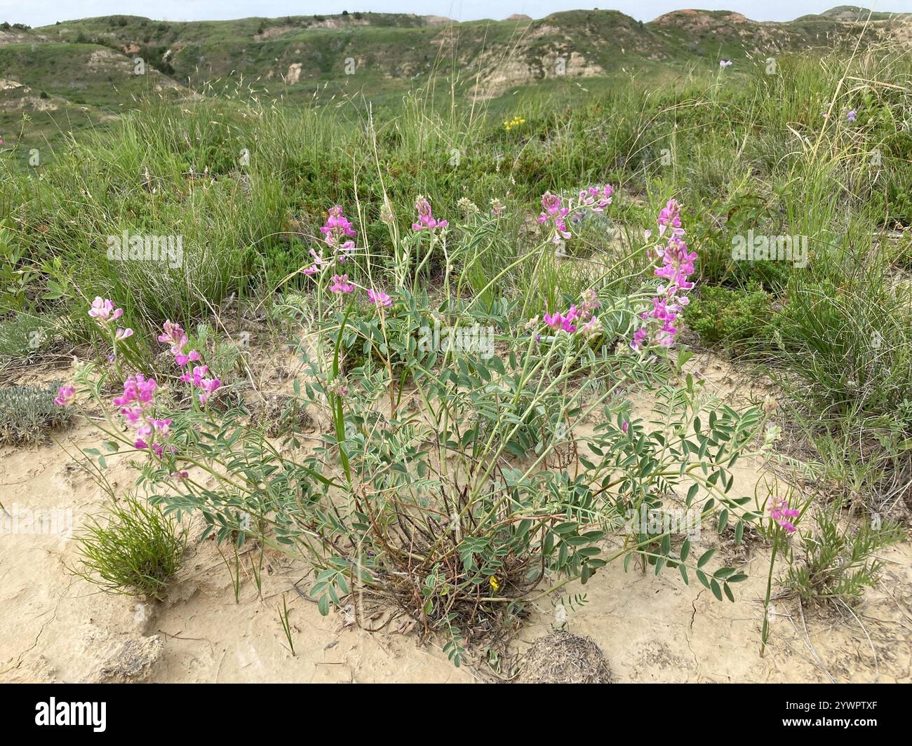 Boreal Sweet-vetch (Hedysarum boreale Stock Photo - Alamy