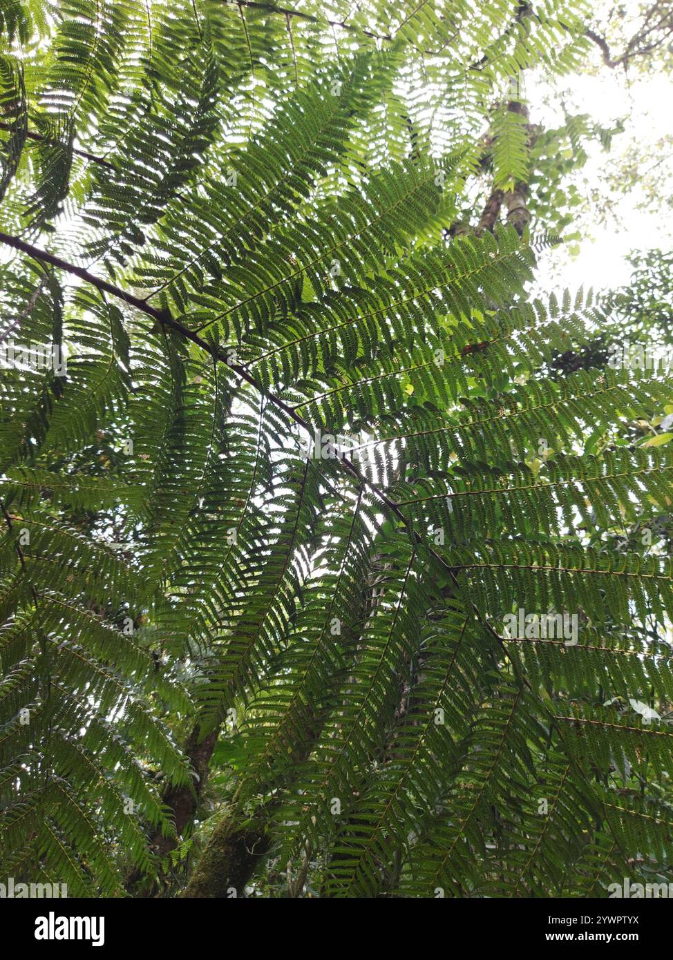 Flying Spider Monkey Tree Fern (Sphaeropteris lepifera Stock Photo - Alamy