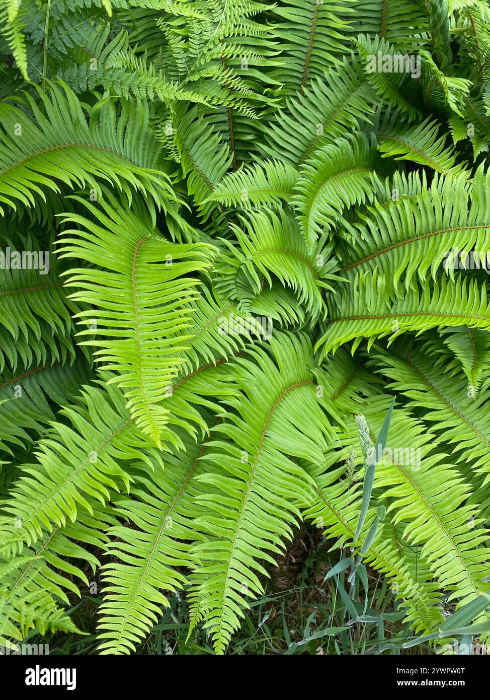 western sword fern (Polystichum munitum Stock Photo - Alamy