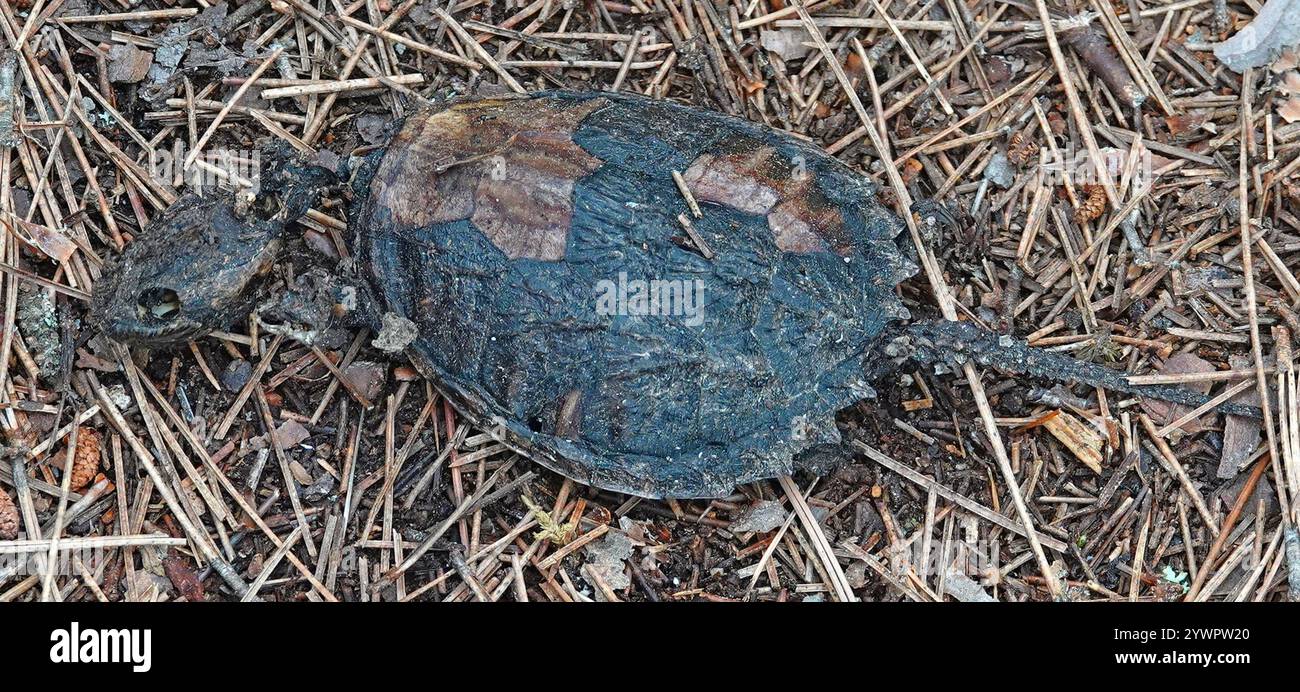 Common Snapping Turtle (Chelydra serpentina Stock Photo - Alamy Common Snapping Turtle (Chelydra serpentina Stock Photo - Alamy