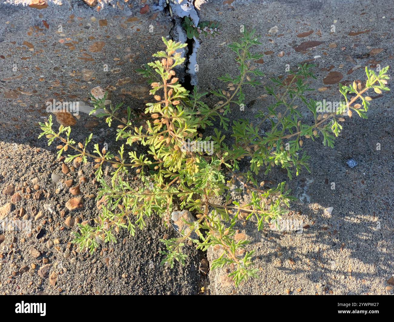 Obi-Wan conobea (Leucospora multifida Stock Photo - Alamy
