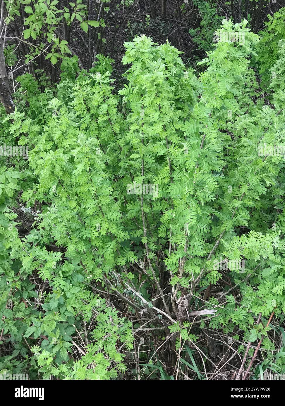 Siberian peashrub (Caragana arborescens Stock Photo - Alamy