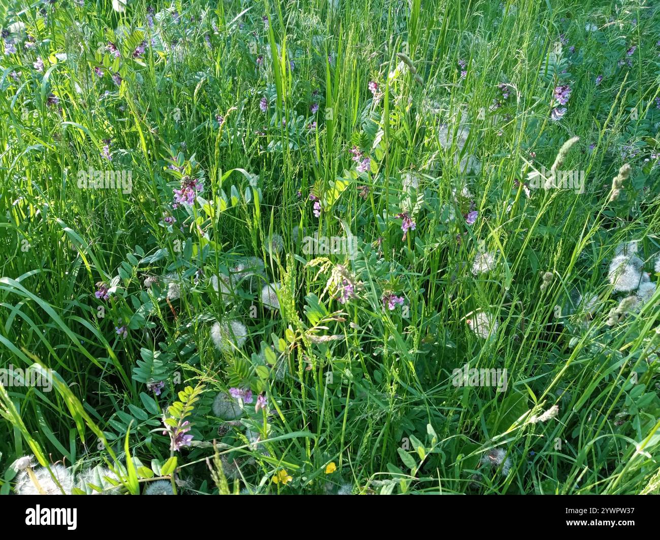 Bush Vetch (Vicia sepium Stock Photo - Alamy