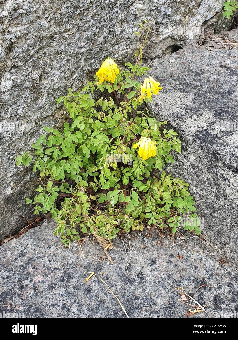 Yellow Fumitory (Pseudofumaria lutea Stock Photo - Alamy