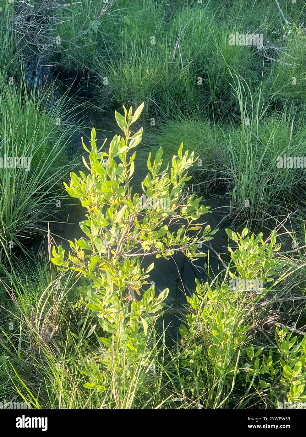 marsh elder (Iva frutescens Stock Photo - Alamy