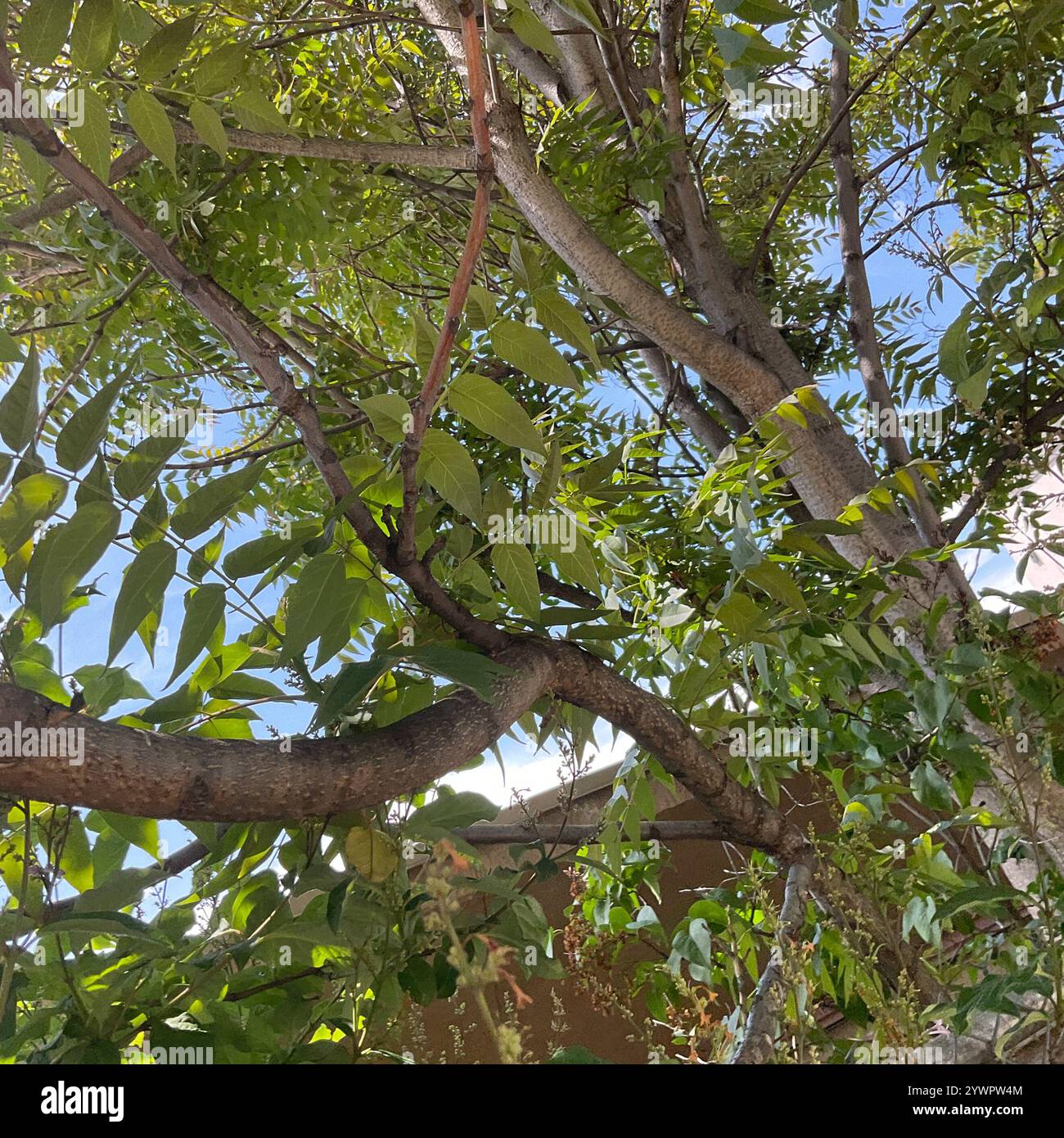 tree-of-heaven (Ailanthus altissima Stock Photo - Alamy