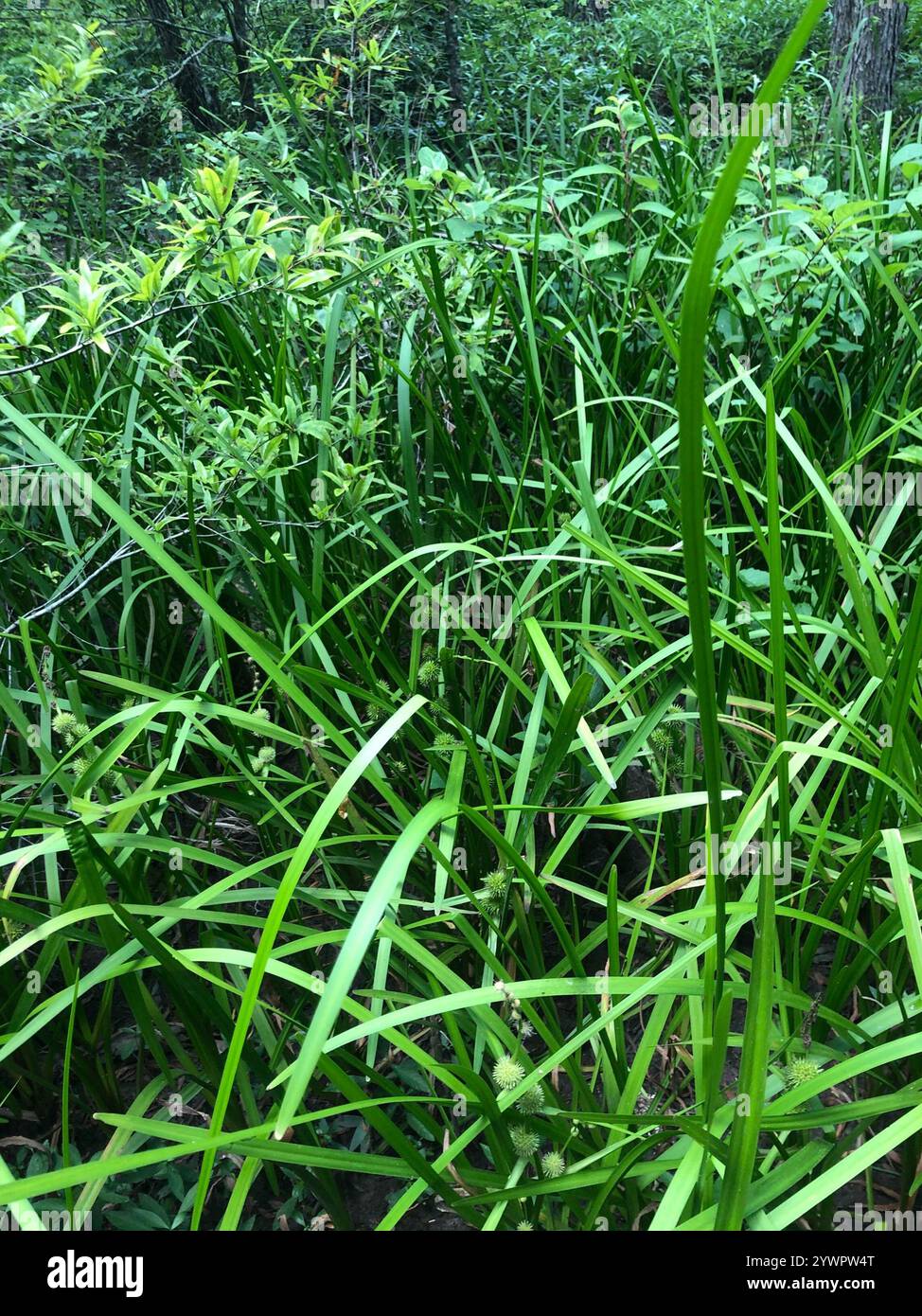 American bur reed hi-res stock photography and images - Alamy