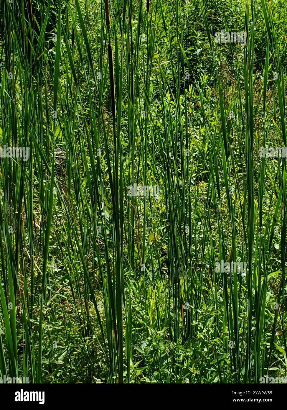 narrow-leaved cattail (Typha angustifolia Stock Photo - Alamy