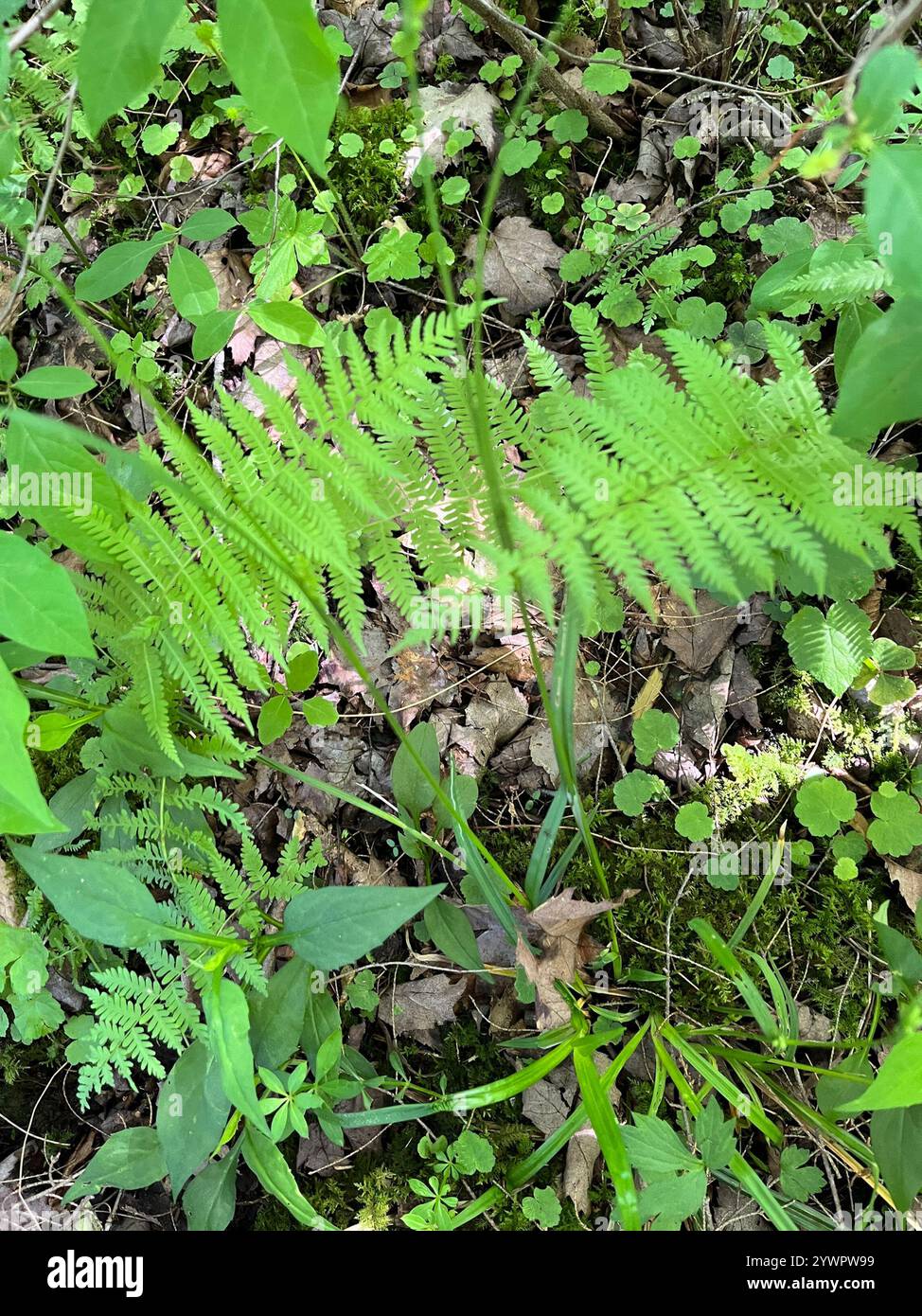 Carex sect. Paniceae (Paniceae Stock Photo - Alamy