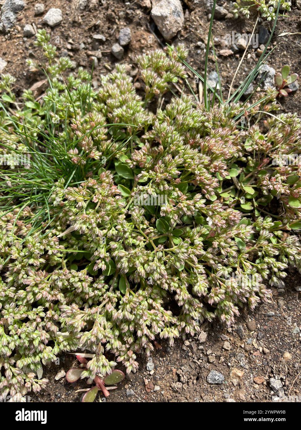 fourleaf manyseed (Polycarpon tetraphyllum Stock Photo - Alamy