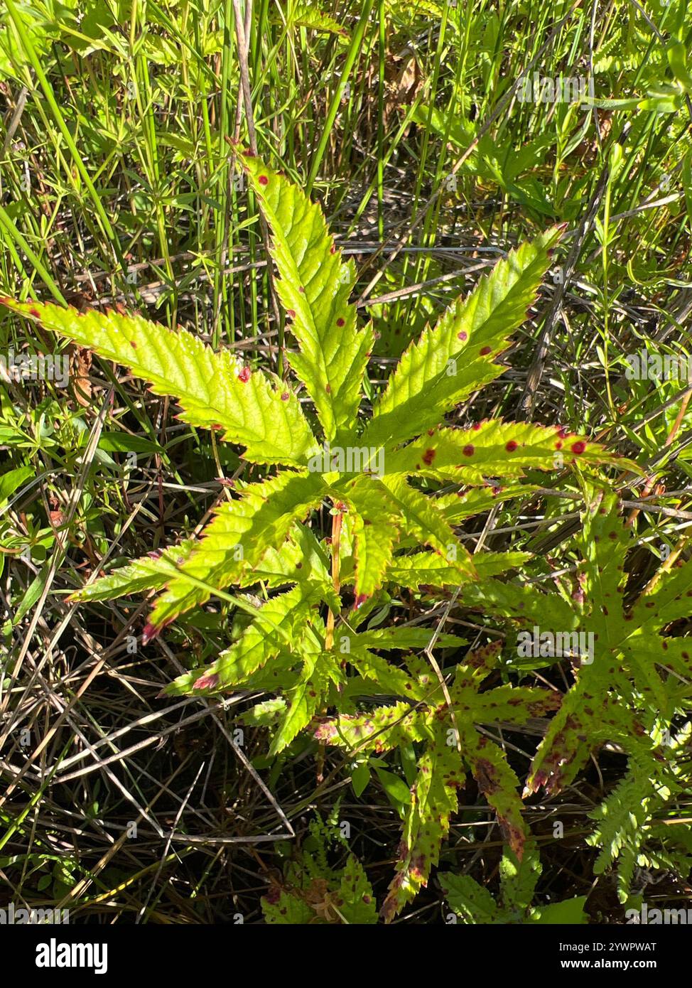 queen of the prairie (Filipendula rubra Stock Photo - Alamy