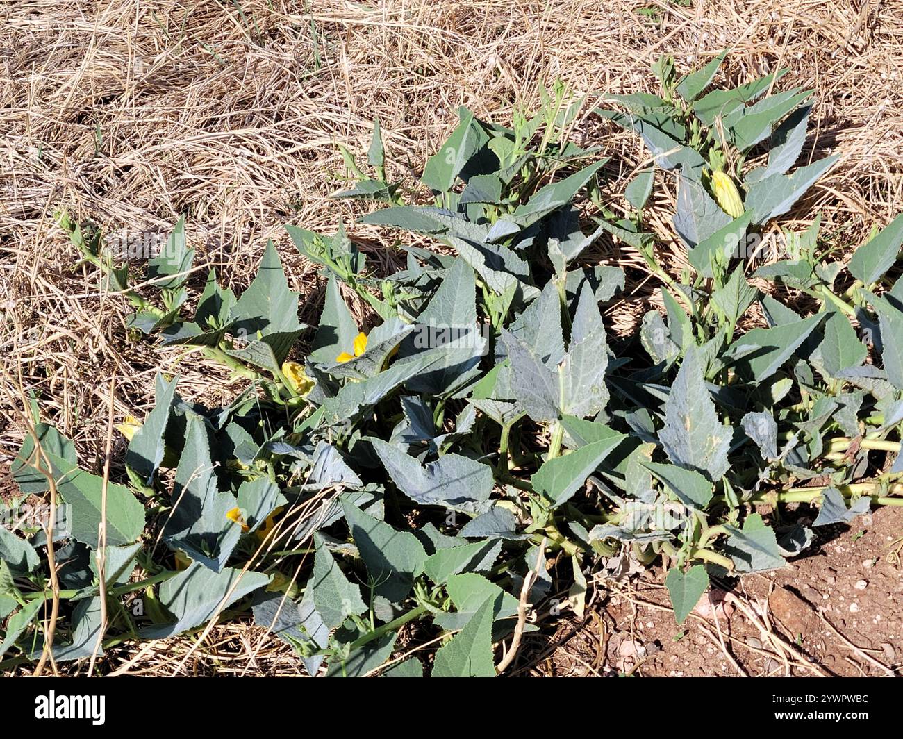 Cucurbita foetidissima hi-res stock photography and images - Alamy