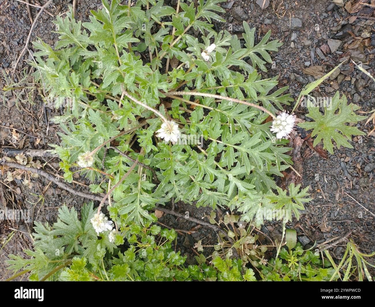 western waterleaf (Hydrophyllum occidentale Stock Photo - Alamy