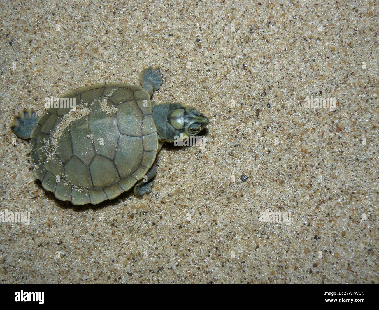 Giant South American Turtle (Podocnemis expansa Stock Photo - Alamy