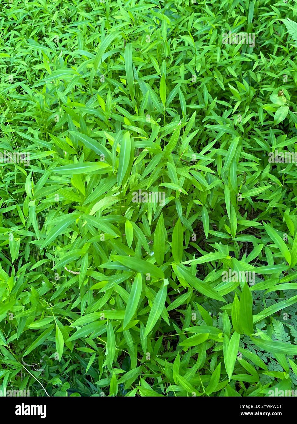 Japanese stiltgrass (Microstegium vimineum Stock Photo - Alamy