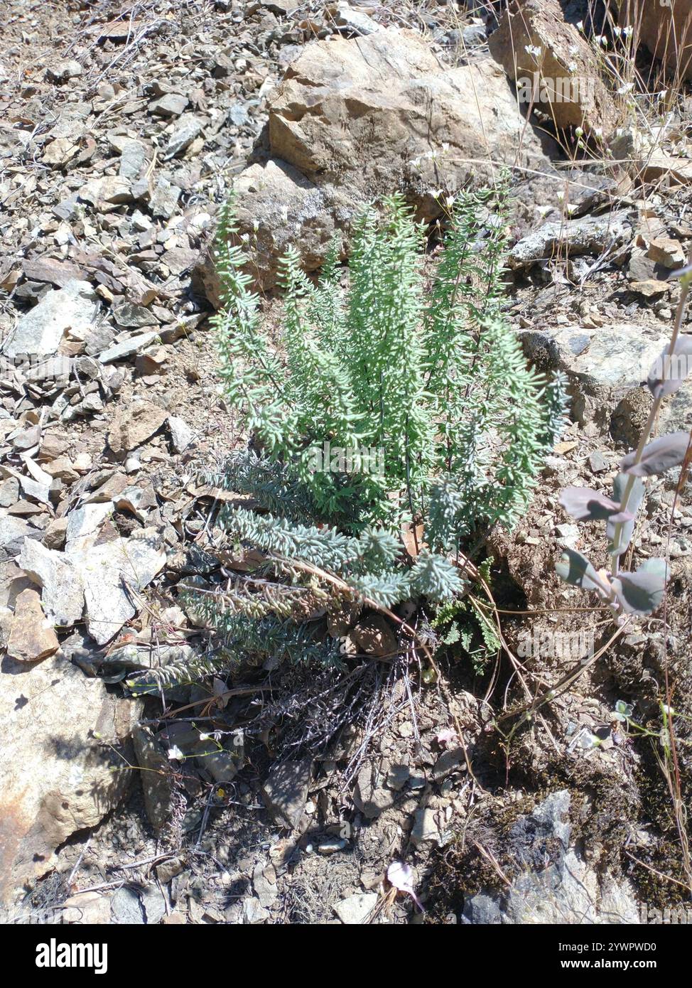 Sierra cliffbrake (Pellaea brachyptera Stock Photo - Alamy