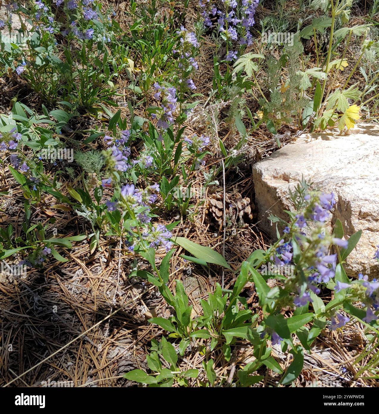 Front Range Beardtongue (Penstemon virens Stock Photo - Alamy