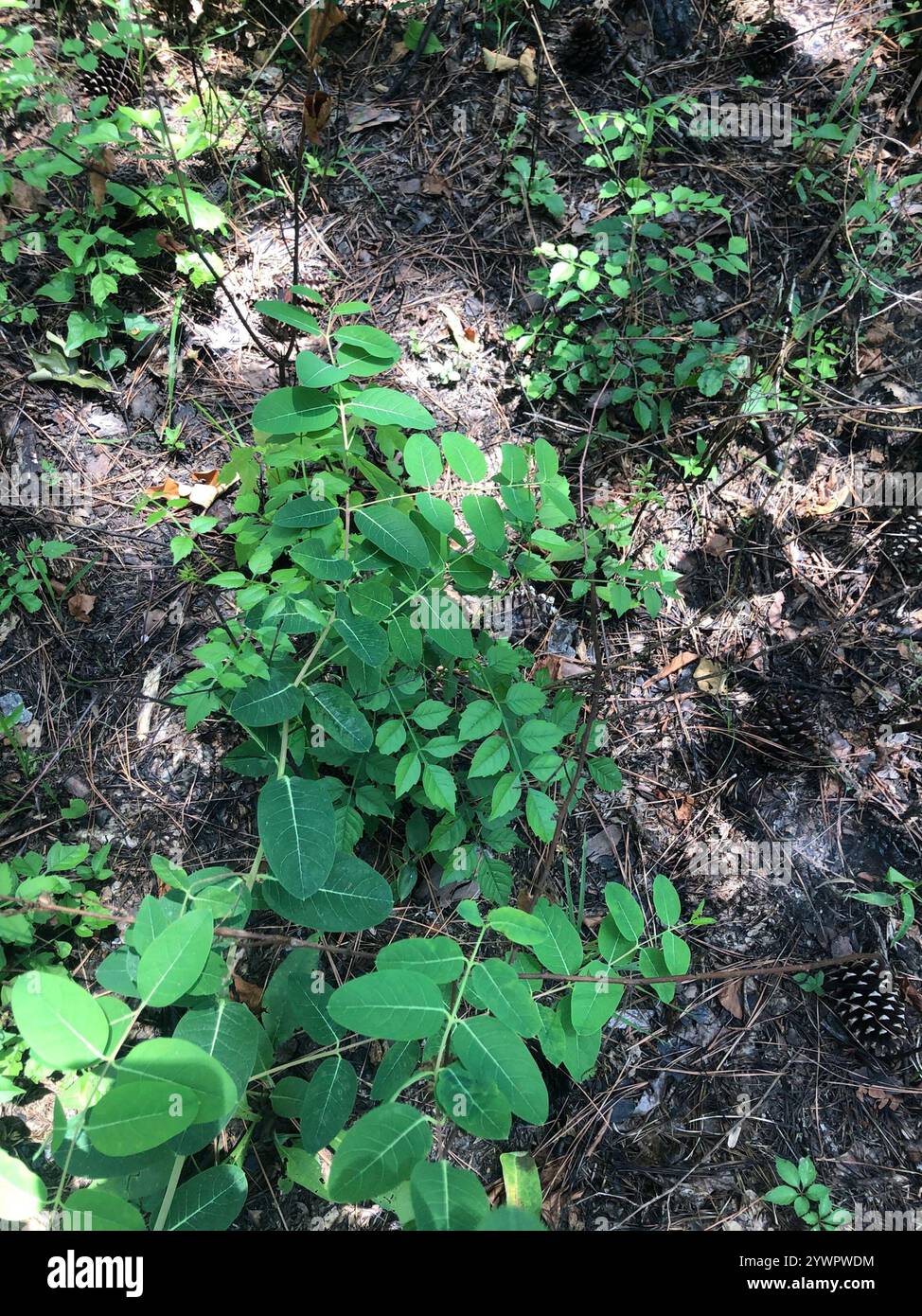 hemp dogbane (Apocynum cannabinum Stock Photo - Alamy