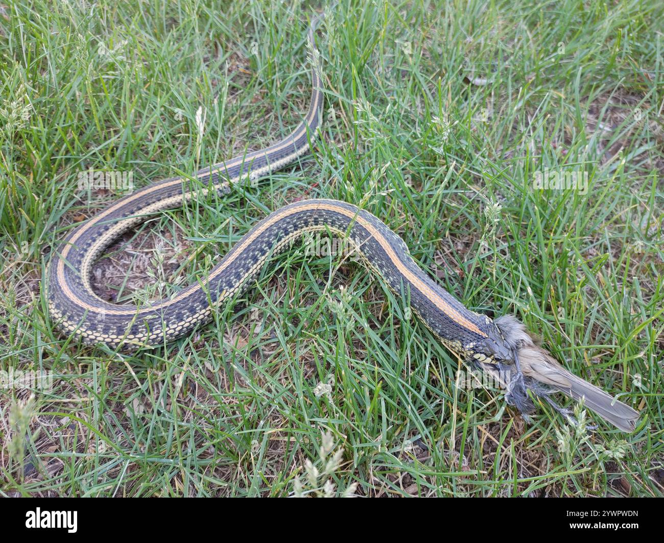 Plains Garter Snake (Thamnophis radix Stock Photo - Alamy