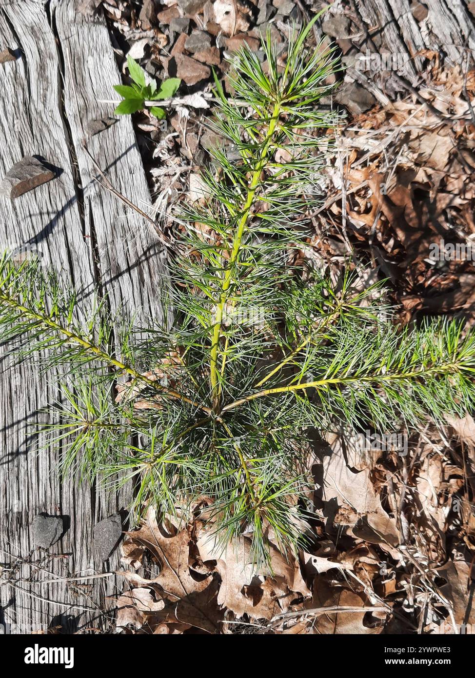eastern white pine (Pinus strobus Stock Photo - Alamy