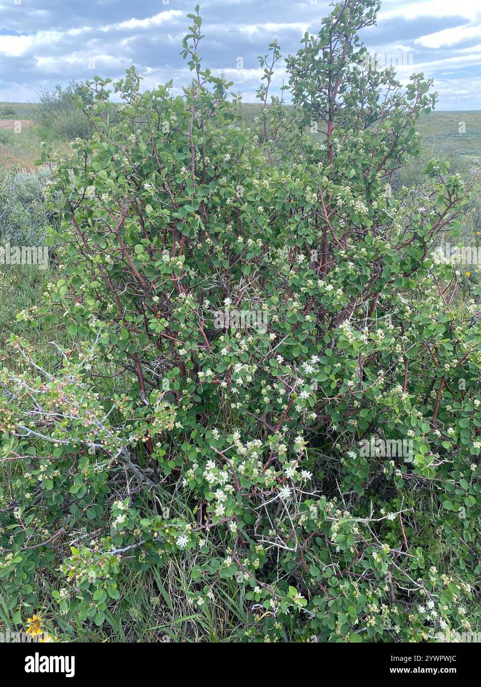 Utah Serviceberry (Amelanchier utahensis Stock Photo - Alamy