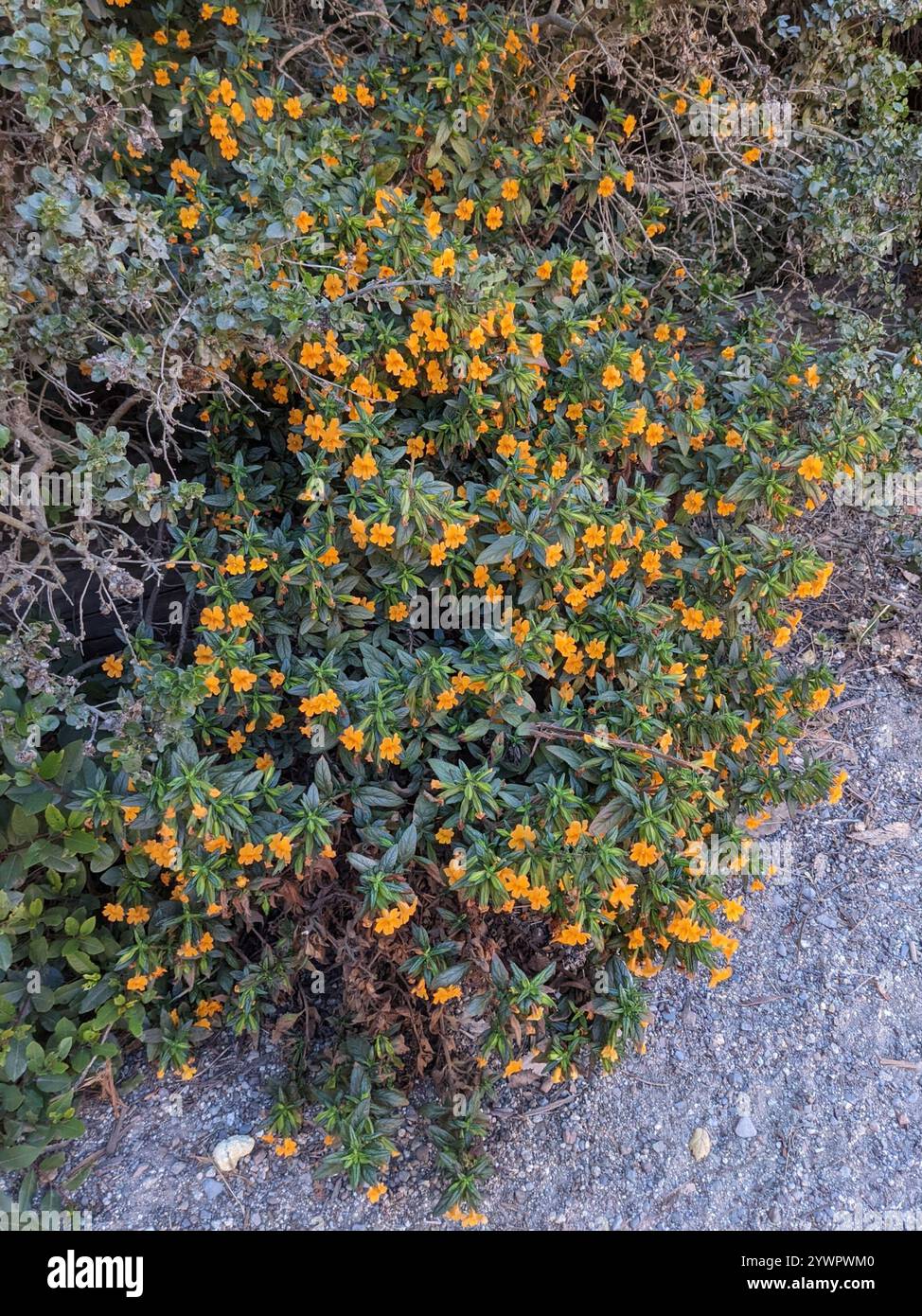 orange bush monkeyflower (Diplacus aurantiacus Stock Photo - Alamy