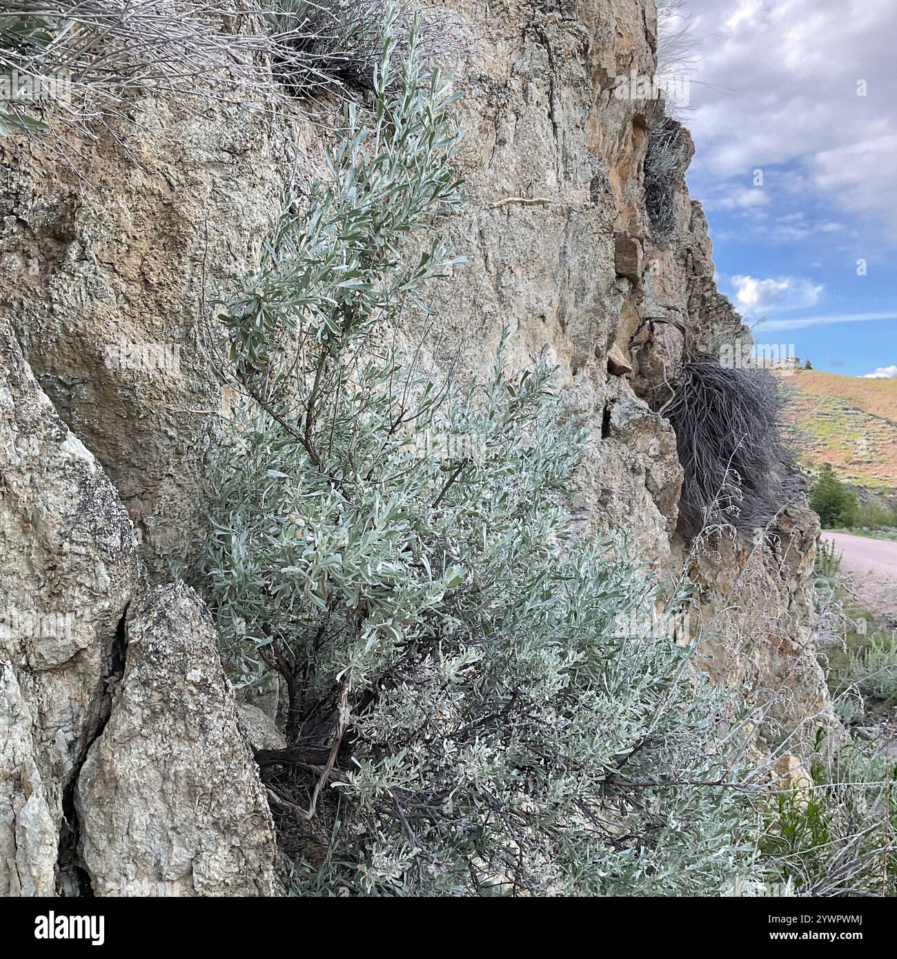 Big Sagebrush (Artemisia tridentata Stock Photo - Alamy