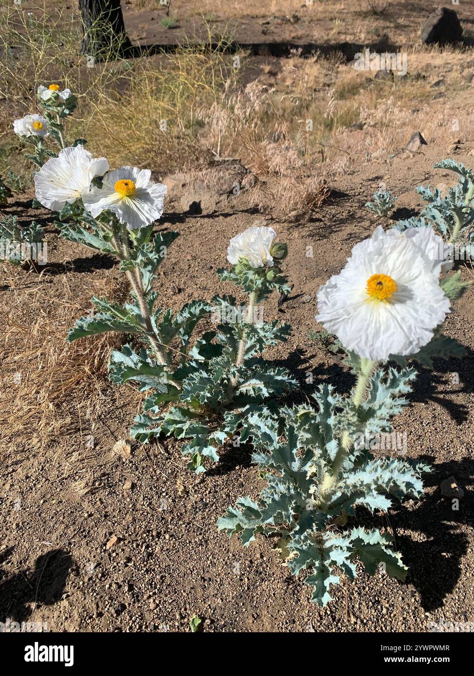 Flatbud prickly poppy hi-res stock photography and images - Alamy