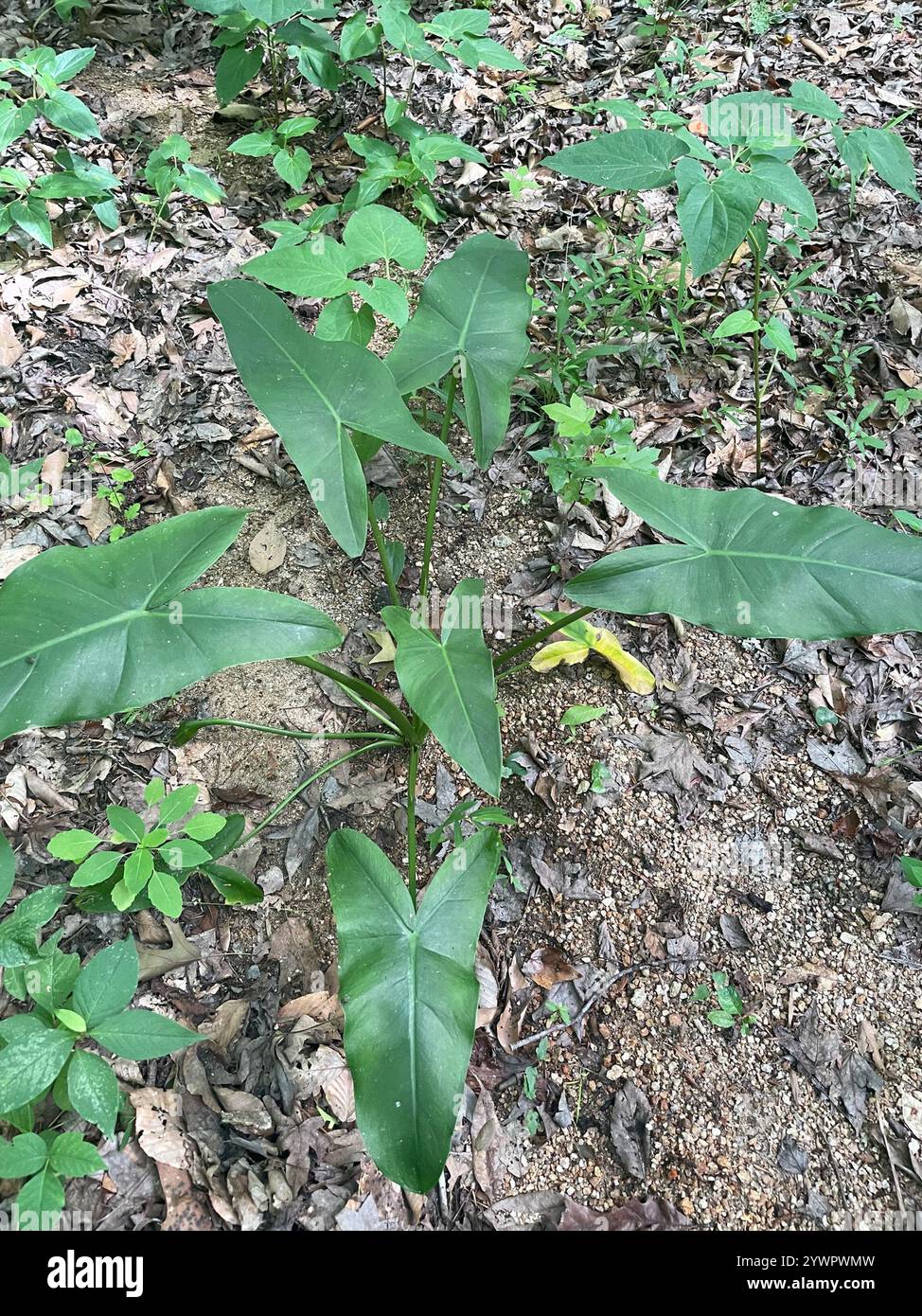 Green Arrow Arum (Peltandra virginica Stock Photo - Alamy