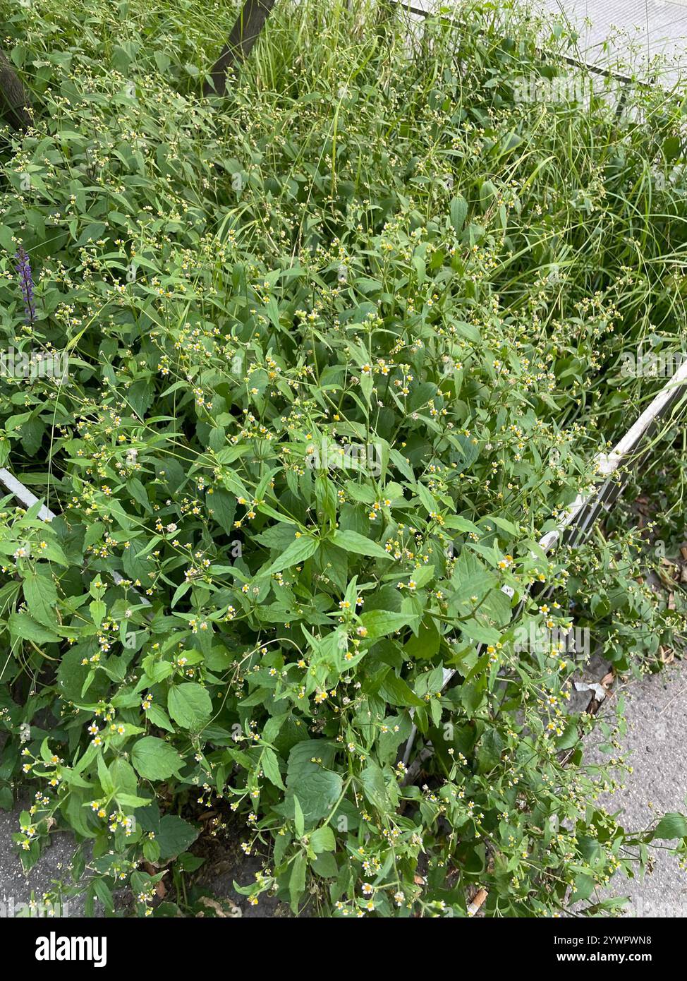 shaggy soldier (Galinsoga quadriradiata Stock Photo - Alamy