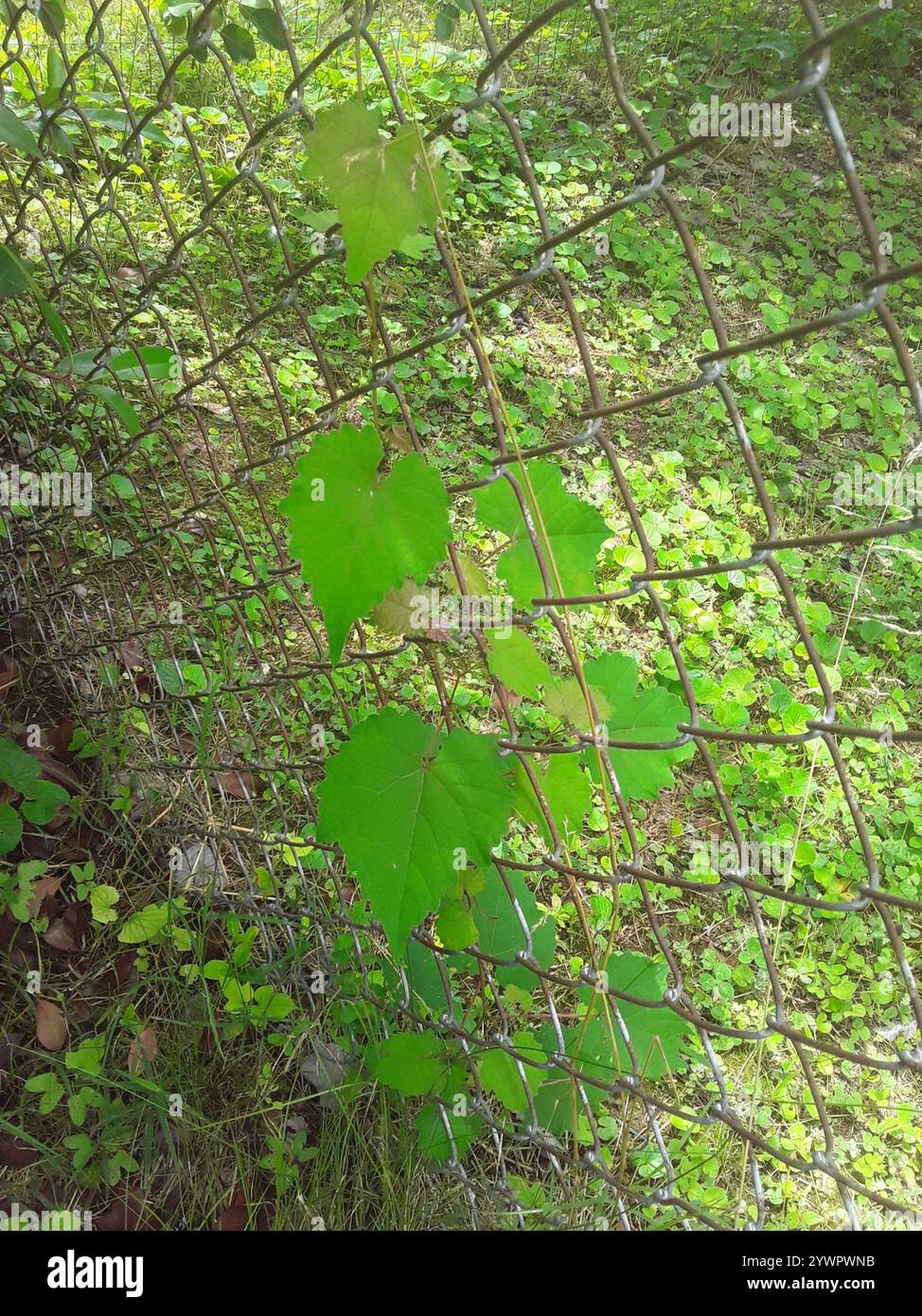 graybark grape (Vitis cinerea Stock Photo - Alamy