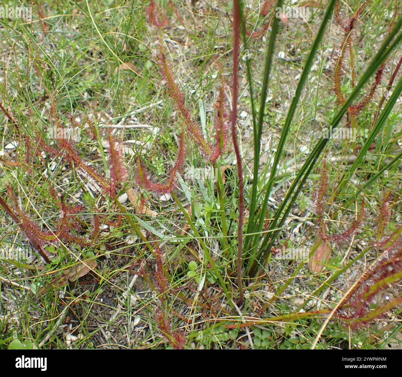 Fork-leaved Sundew (Drosera binata Stock Photo - Alamy