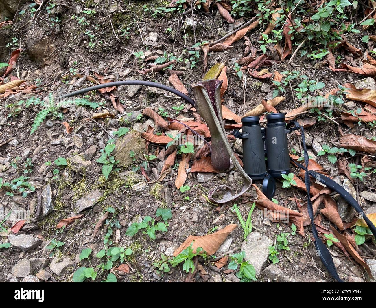Voodoo Lily (Sauromatum venosum Stock Photo - Alamy