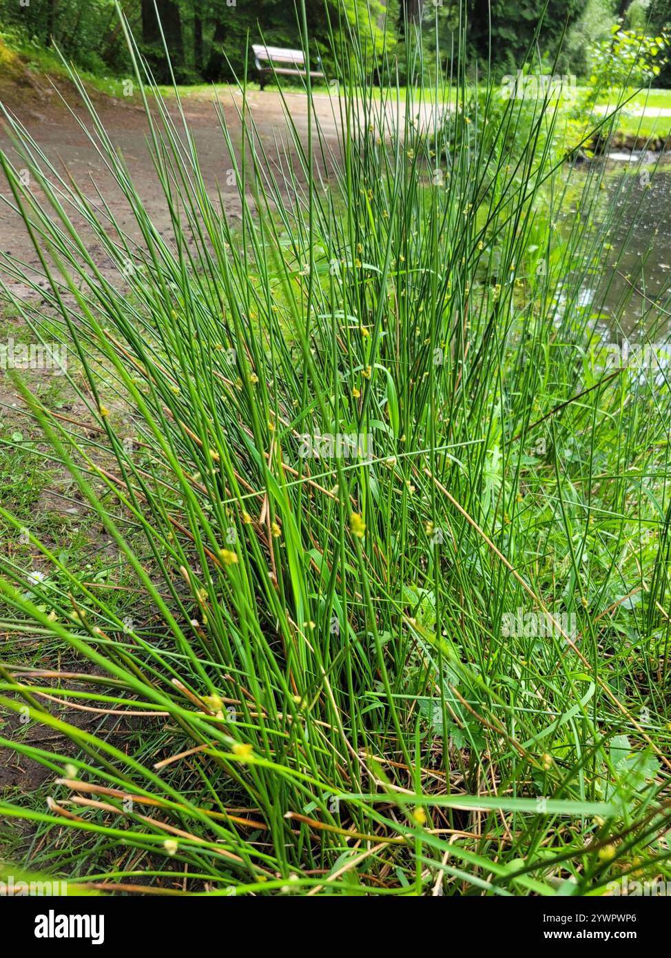 Soft Rush (Juncus effusus Stock Photo - Alamy