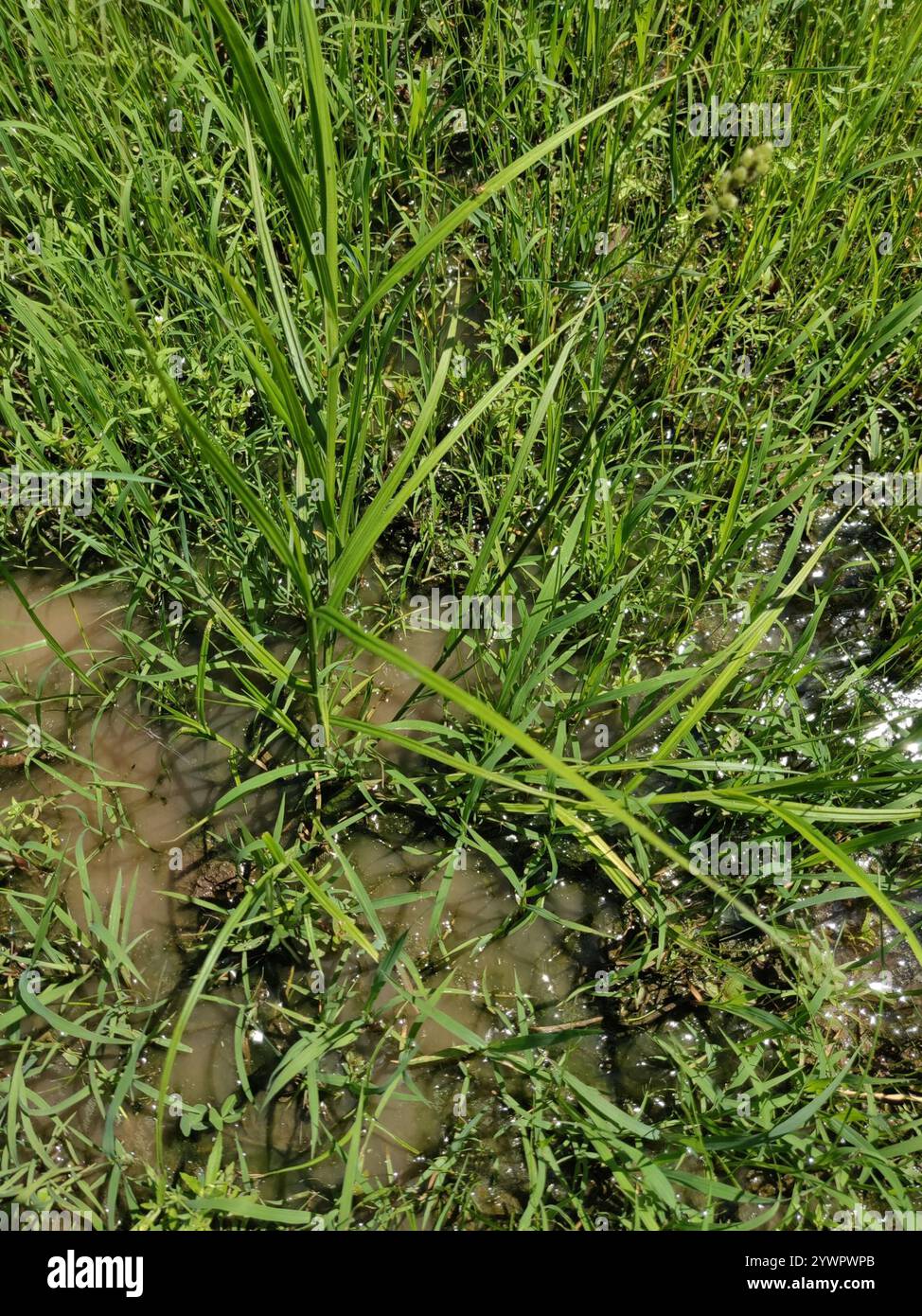 blunt broom sedge (Carex tribuloides Stock Photo - Alamy