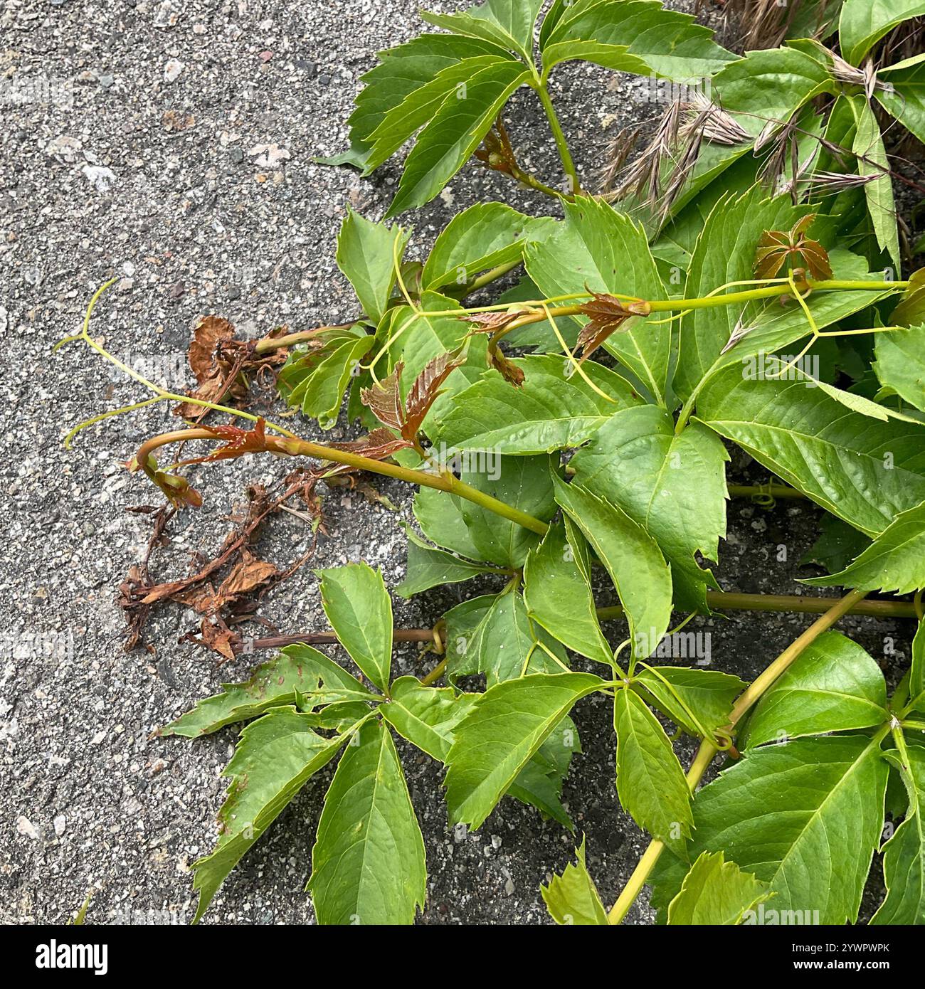 thicket creeper (Parthenocissus inserta Stock Photo - Alamy