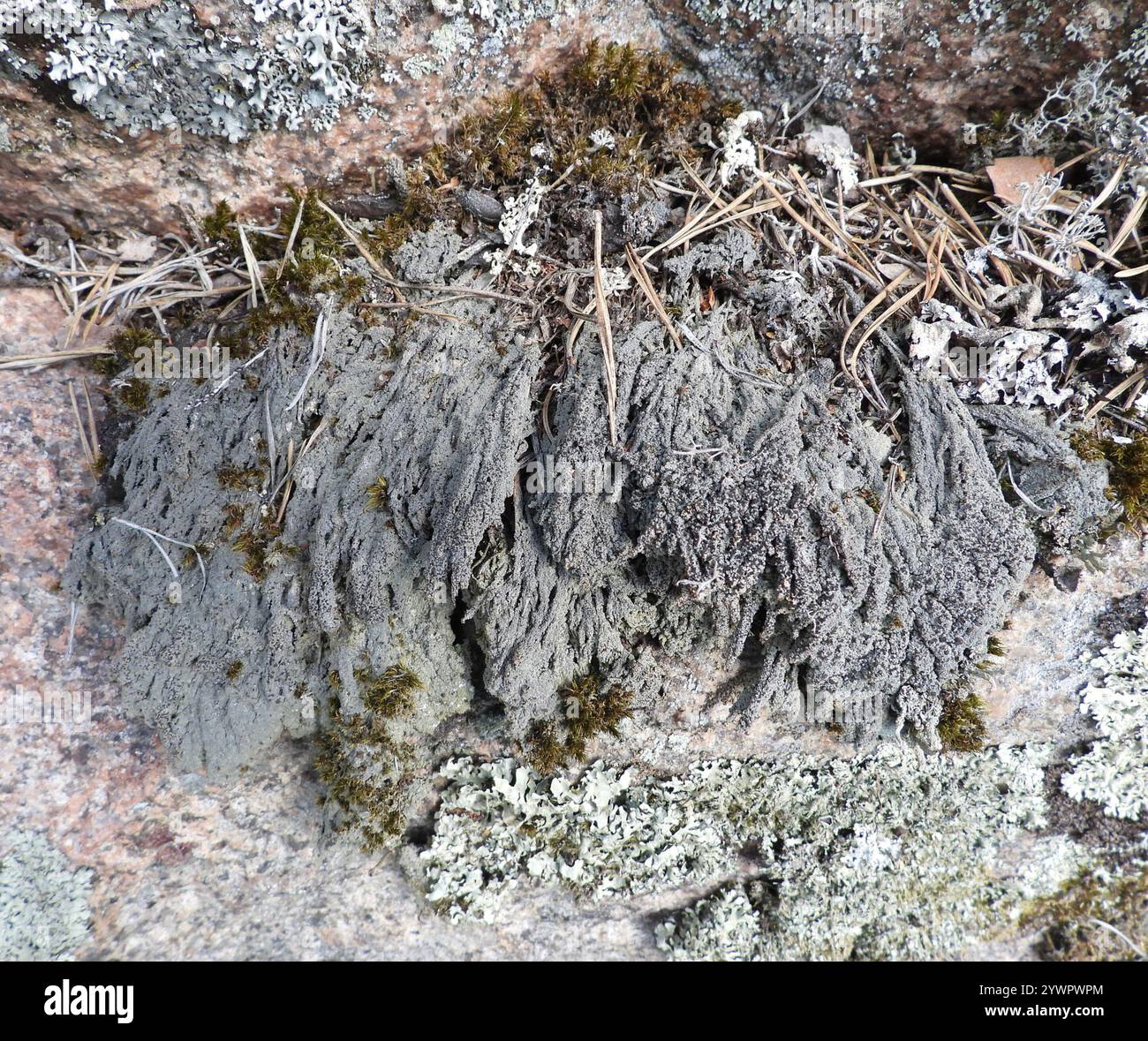 Granular Mottled-disk Lichen (Trapeliopsis granulosa Stock Photo - Alamy