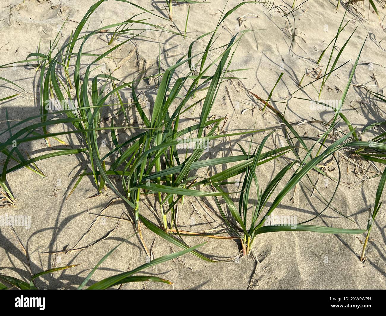 American dune grass (Leymus mollis Stock Photo - Alamy