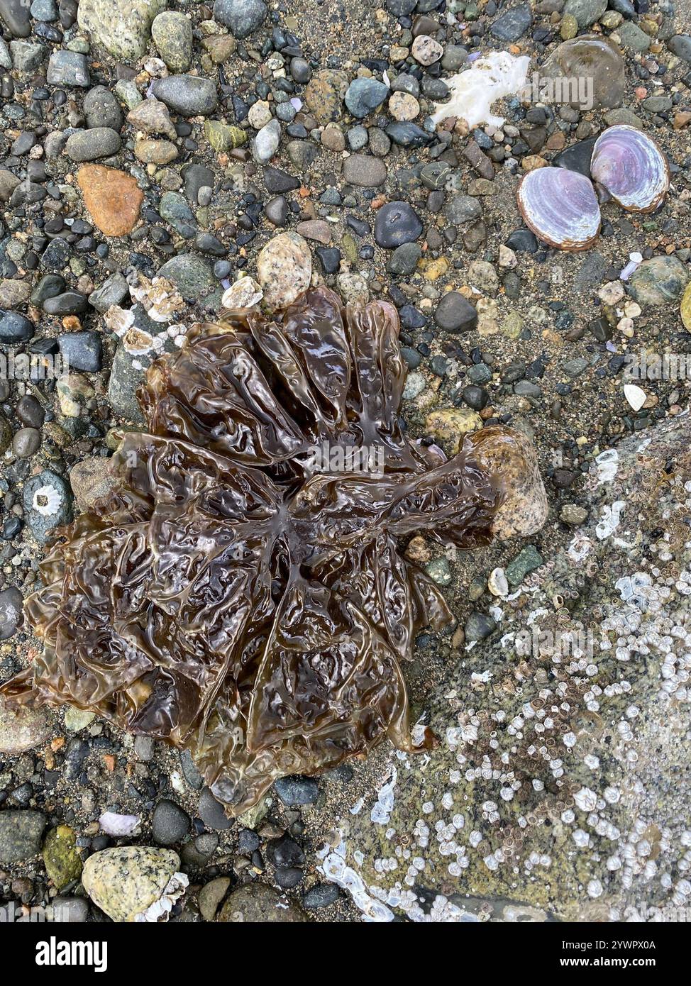 Pyropia hi-res stock photography and images - Alamy