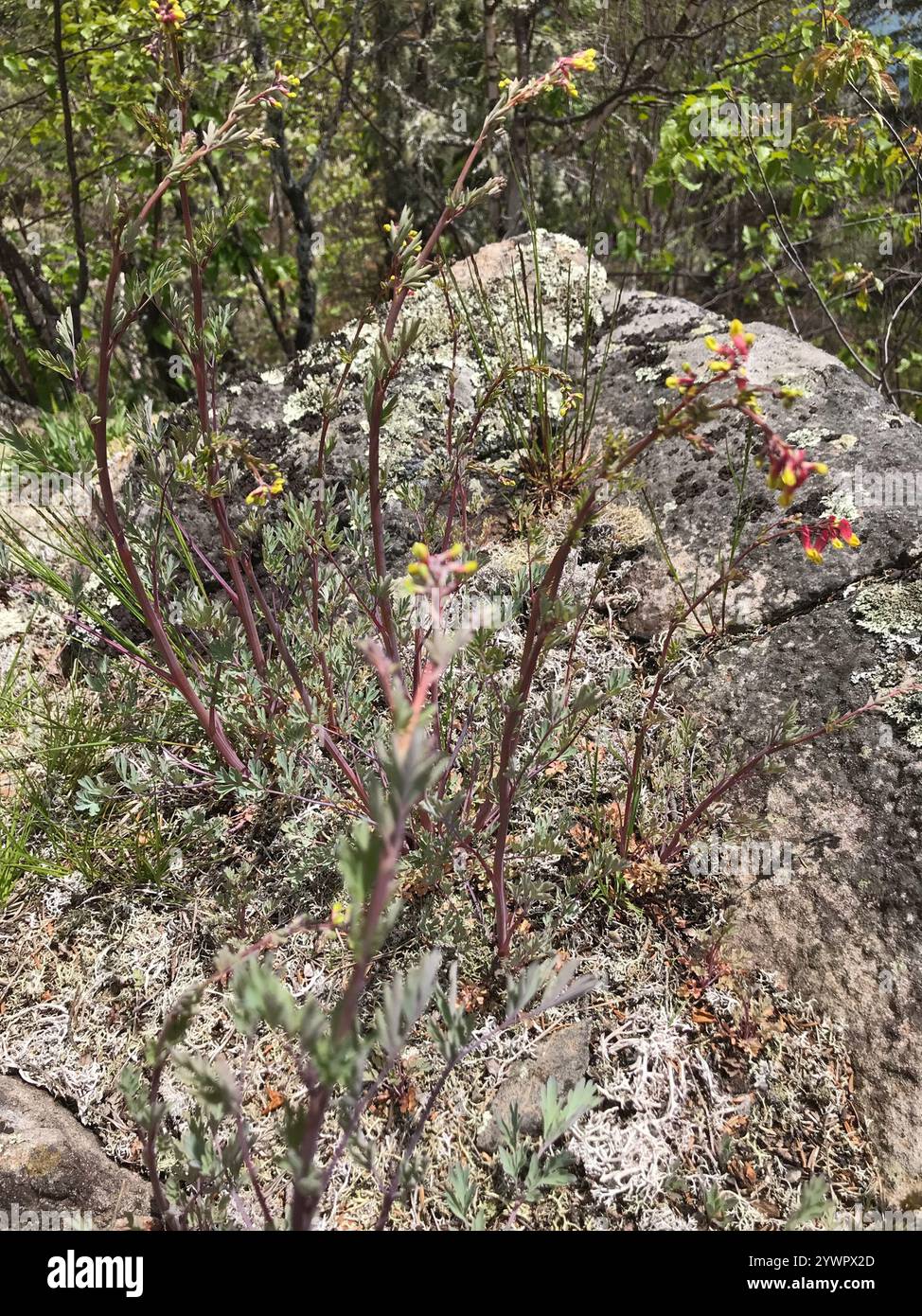Capnoides sempervirens hi-res stock photography and images - Alamy