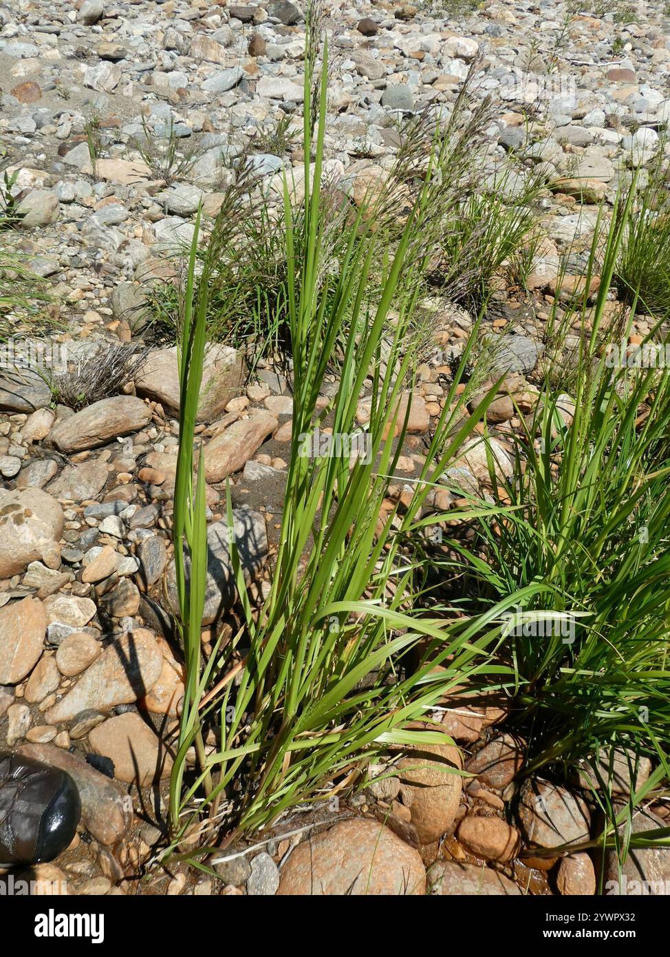 grasses, sedges, cattails, and allies (Poales Stock Photo - Alamy