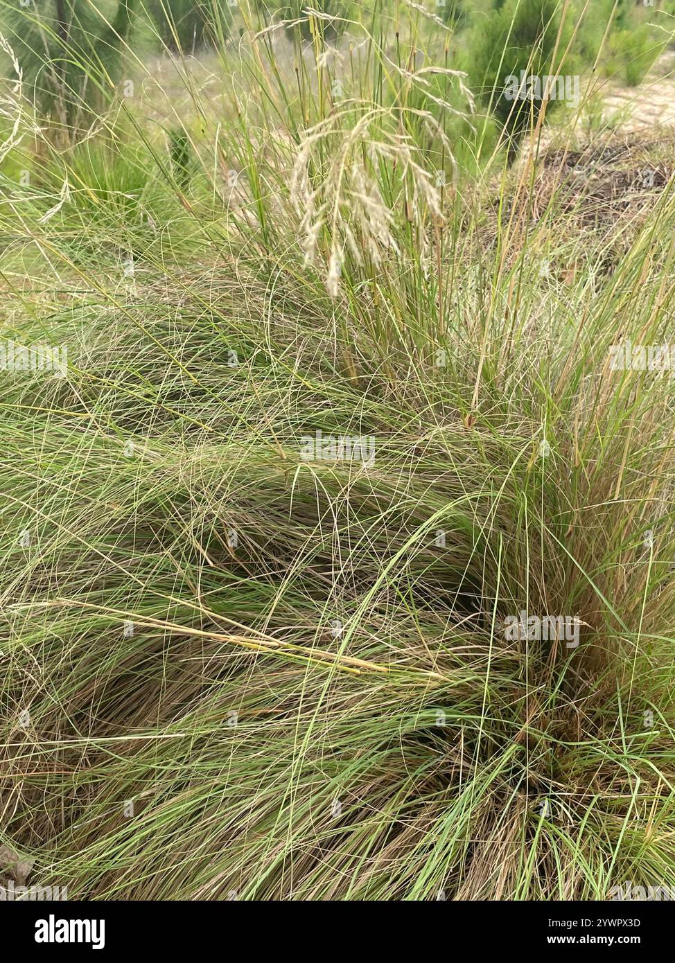 African love grass (Eragrostis curvula Stock Photo - Alamy