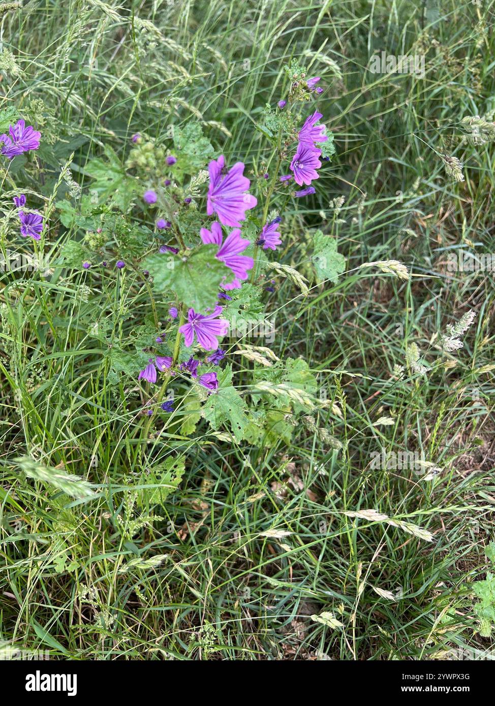 Common Mallow (Malva sylvestris Stock Photo - Alamy