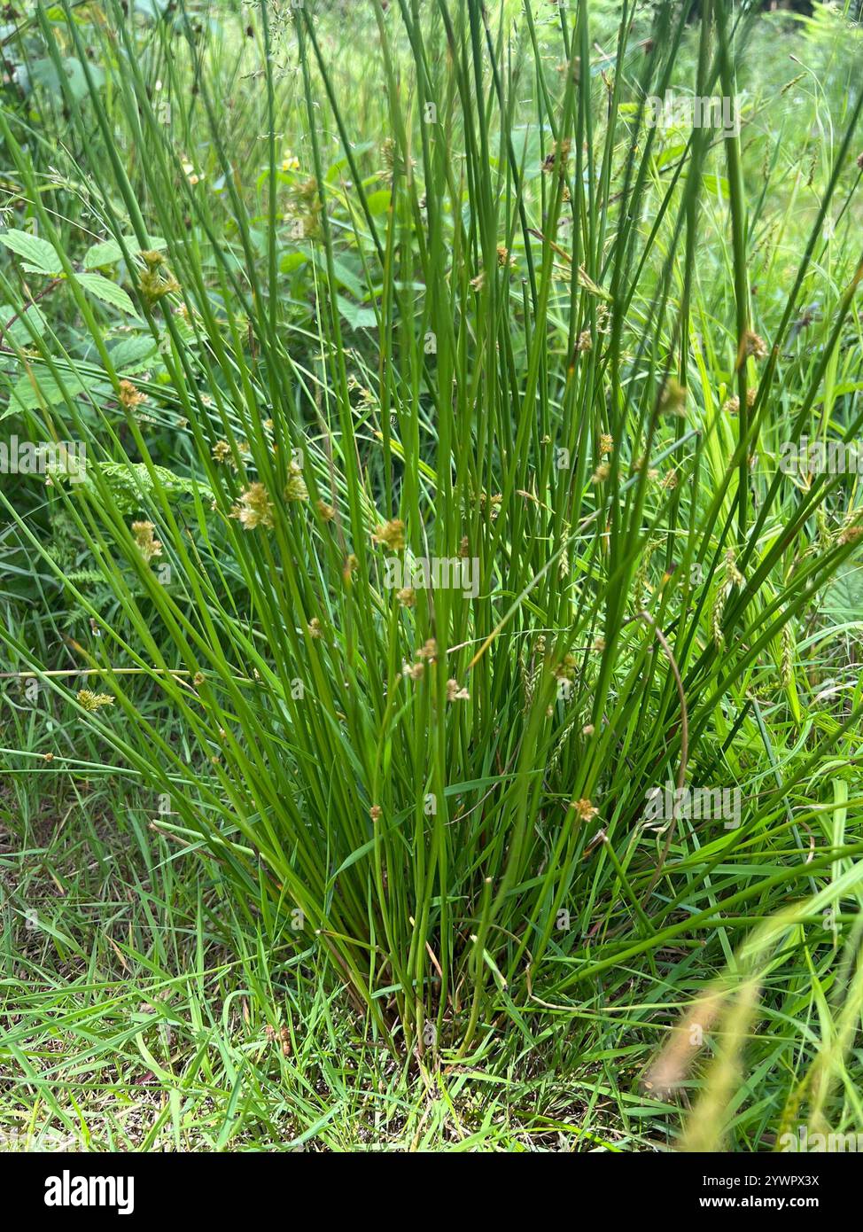 Soft Rush (Juncus effusus Stock Photo - Alamy