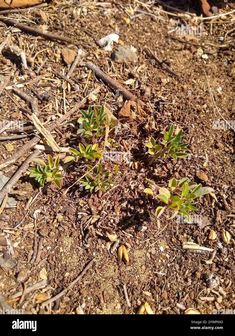 Creeping Indigo (Indigofera spicata Stock Photo - Alamy