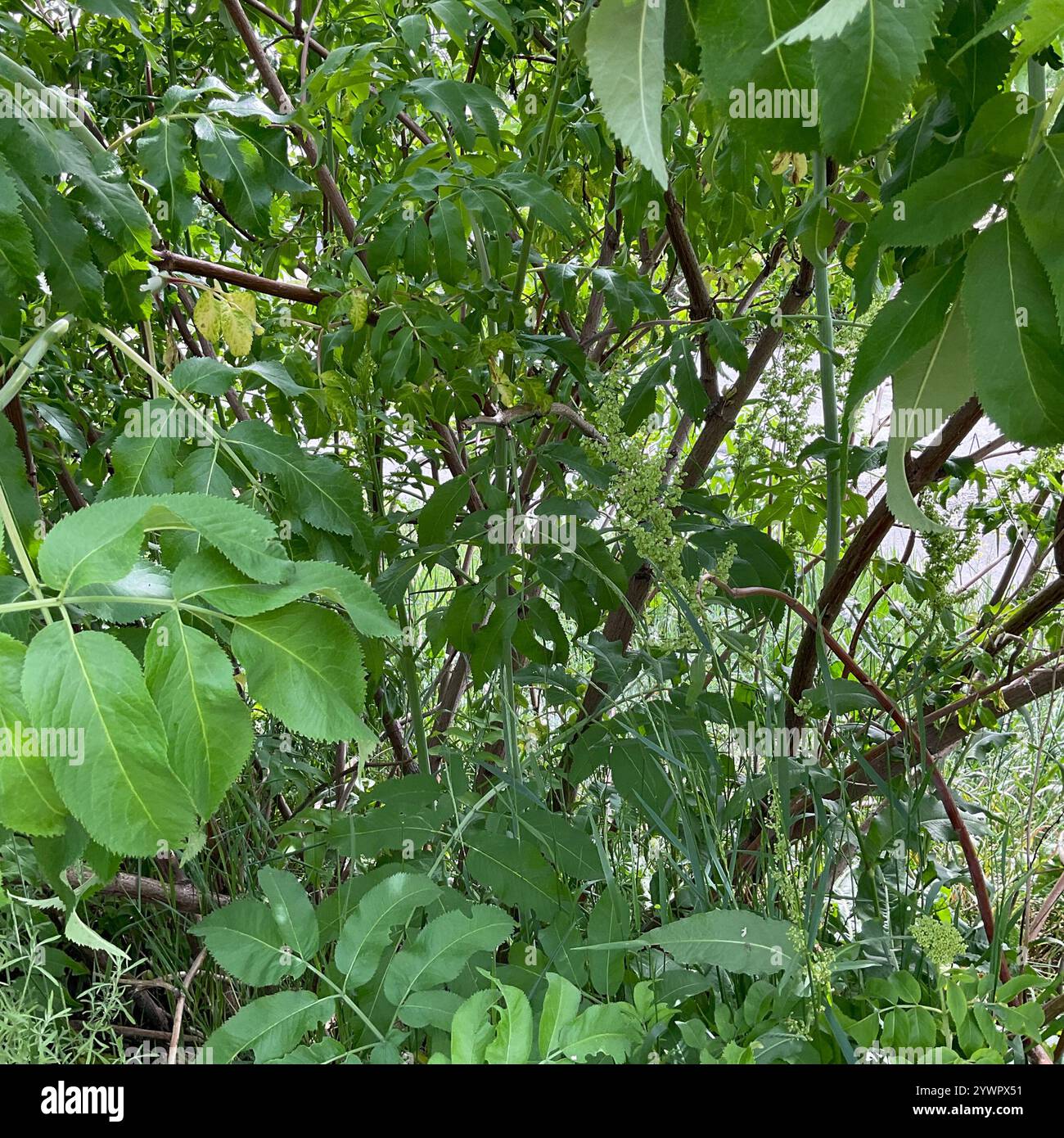 blue elder (Sambucus cerulea Stock Photo - Alamy
