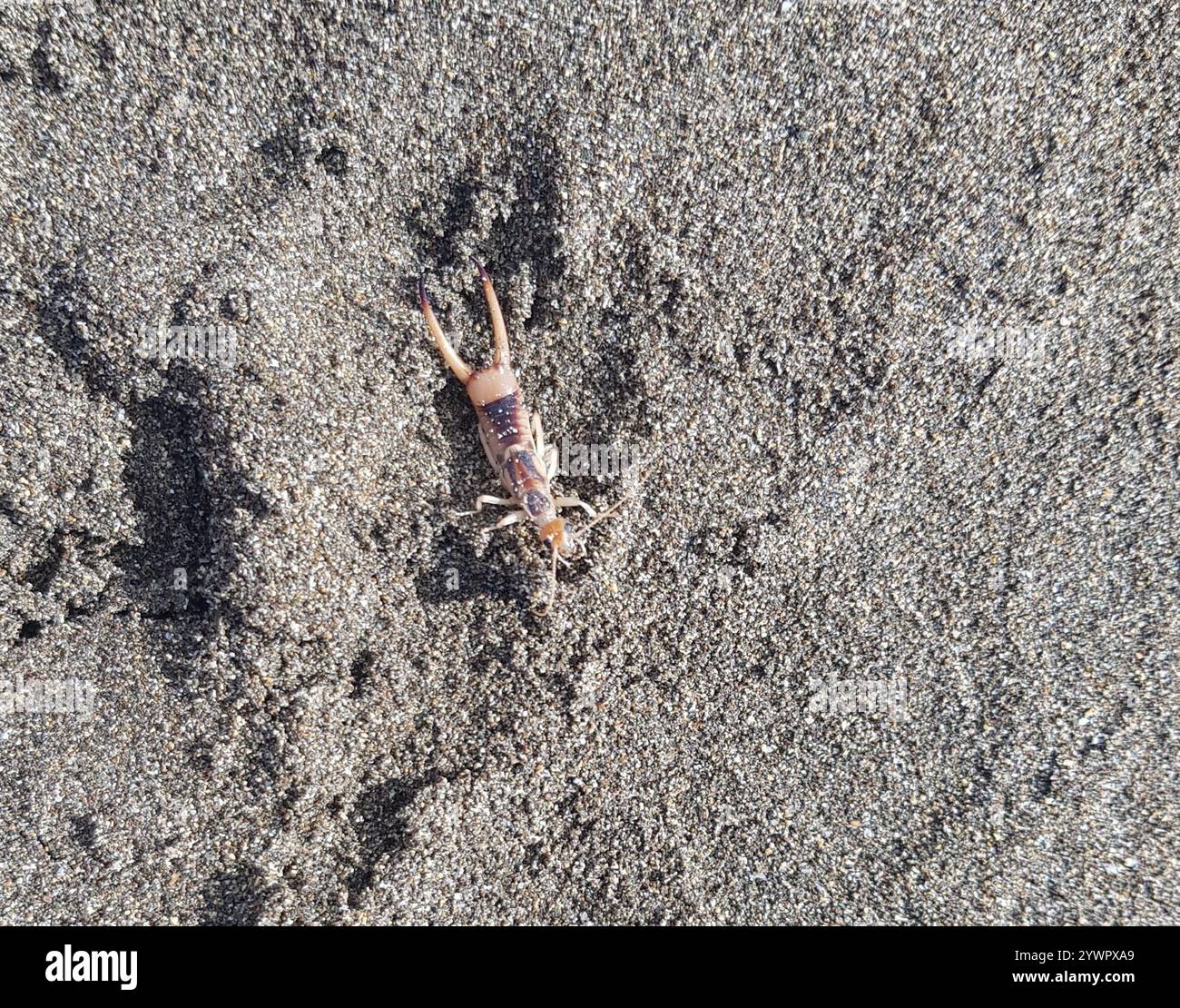 Shore Earwig (Labidura riparia Stock Photo - Alamy